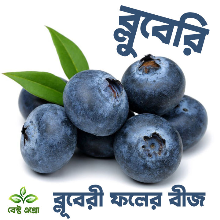Blueberry Fruit Seeds - 50 Pieces +gift ( best quality seeds and 99% ...