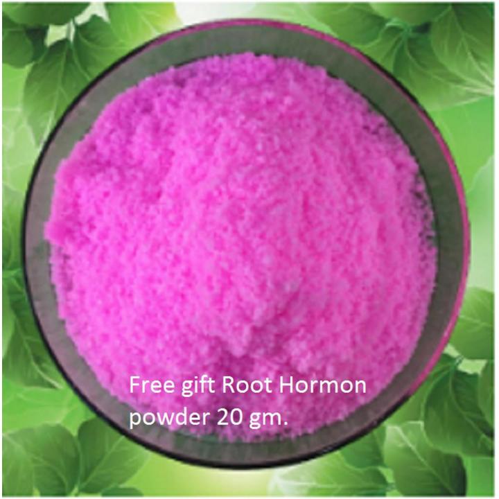 NPK 19:19:19 - Imported Indian - 100gram (repack) - Pink Color ...