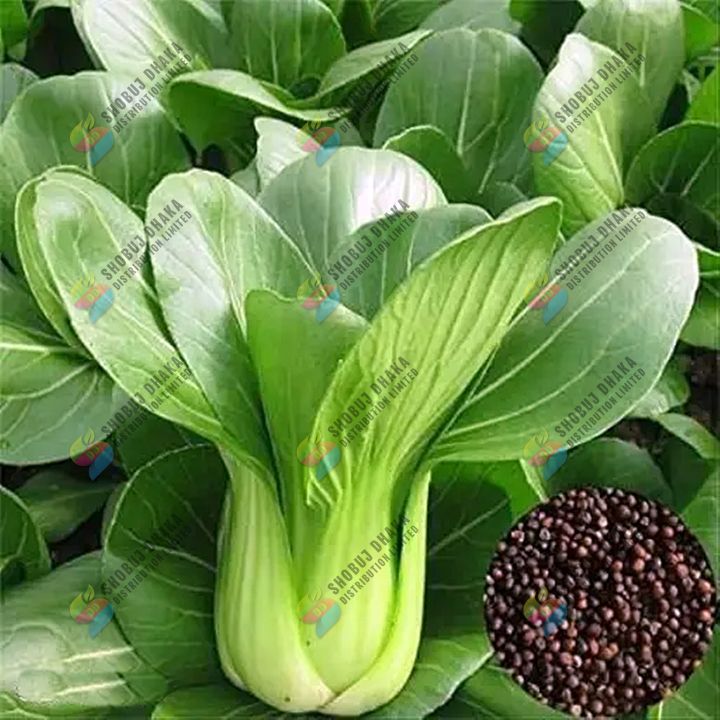 Pak Choy Seeds 100+pcs Re-Pack | Daraz.com.bd