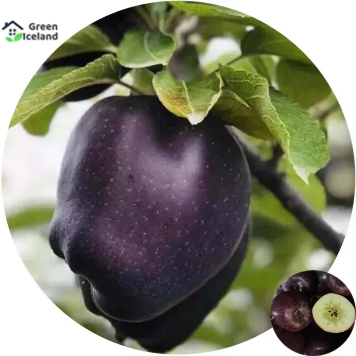 10 Pcs Natural Black diamond apple Seeds | Daraz.com.bd