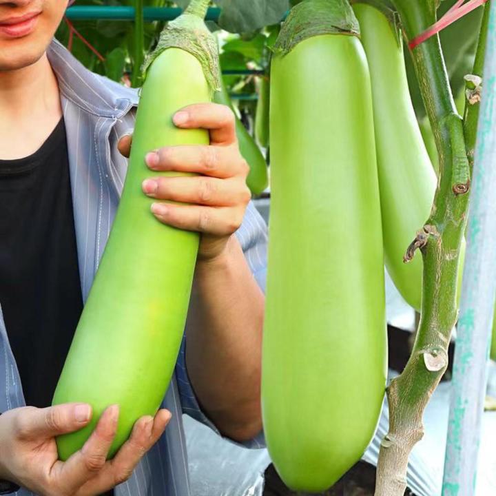 Brinjal Seed Green Long Hybrid (10 Seed ) | Daraz.com.bd
