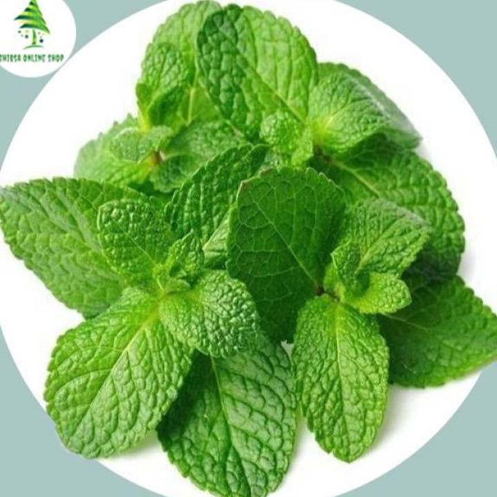 30 Pcs Global Pudina / Mint Tree Seeds ( all season ) | Daraz.com.bd