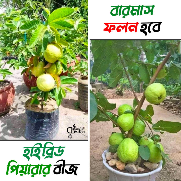 Hybrid piara seed 10 pice + gift | Daraz.com.bd