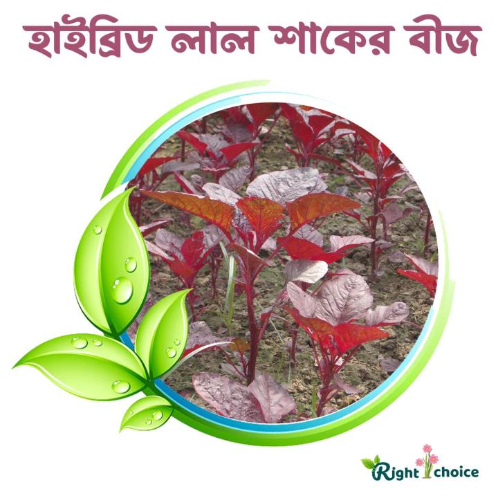 Red Spinach (Lal Shak) seeds 120+pice & gift | Daraz.com.bd