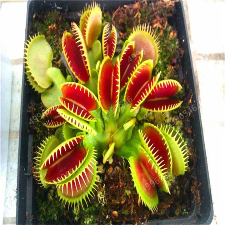 hot-selling Potted Insectivorous Dionaea Muscipula Giant Clip Flytrap ...