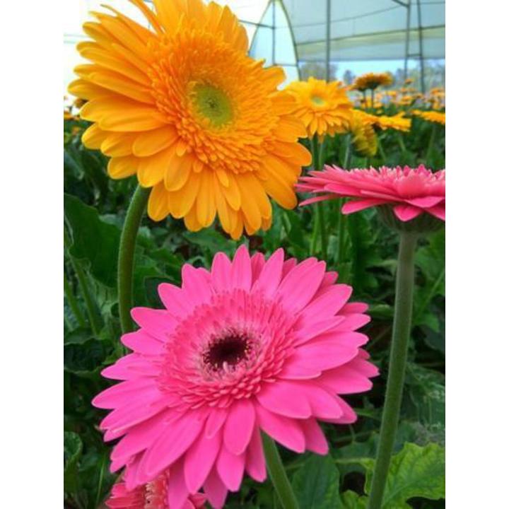Gerbera Daisy Hybrids Mix Flower Seeds (Gerbera Jamesonii) 10+Seeds ...