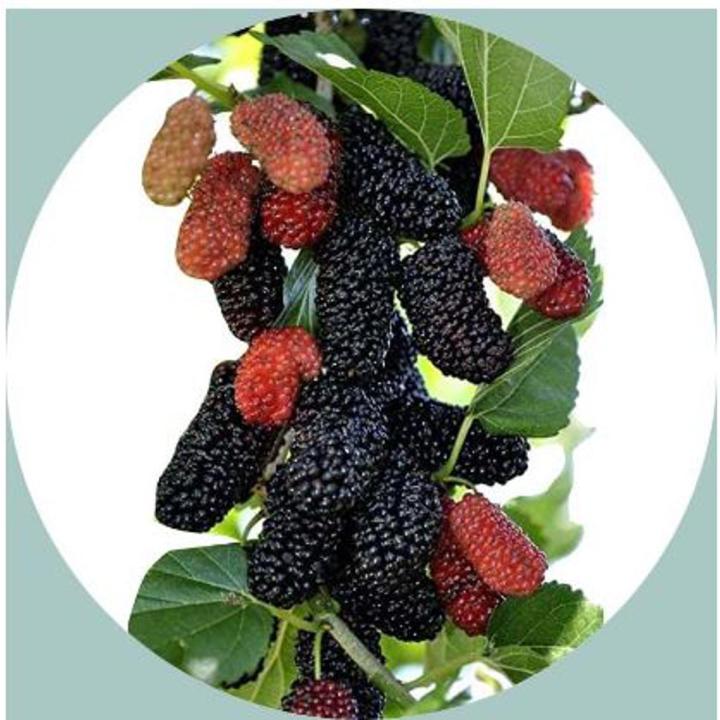 20 Pcs Global Giant Raspberry Fruit Tree Seeds | Daraz.com.bd
