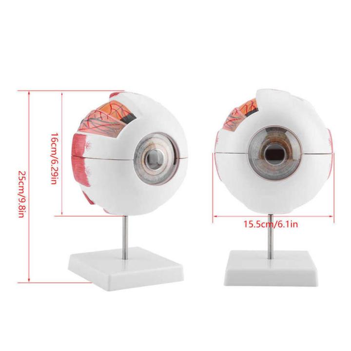 6X Removable Human Eye Eyeball Model for Anatomy Study Teaching ...