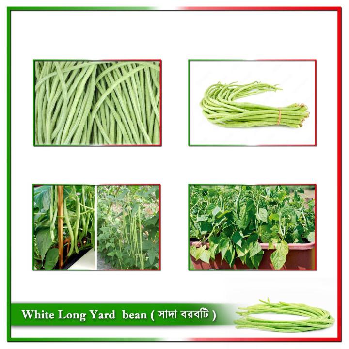 White Long Yard Bean Seed (Borboti) - 10 gm | Daraz.com.bd