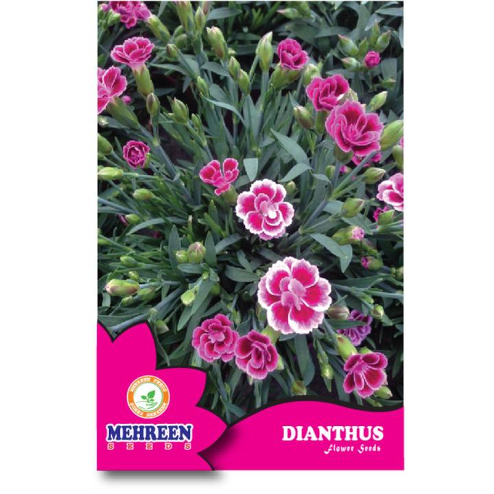 DIANTHUS FLOWER SEEDS, INTAKE PACKET - 20 SEEDS | Daraz.com.bd