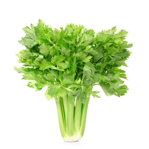 Dhoniya Pata Bij (All Season) 0.1gm Seeds Re-Pack | Daraz.com.bd