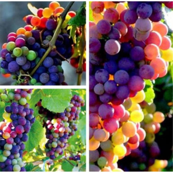 Rainbow Colorful Grape Seeds Garden Fruit Plants Sweet Kyoho Grape ...
