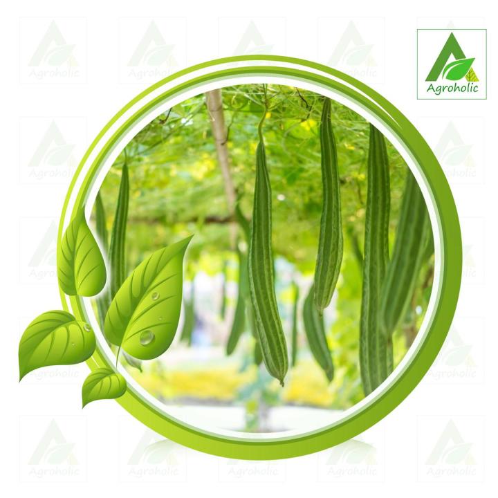 Hybrid Ridge Gourd (Jhinga) Seed - 12 Seeds | Daraz.com.bd