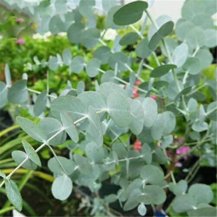 10 Pcs/Pack Eucalyptus Seeds Silver Dollar Tree Eucalyptus Cinerea ...