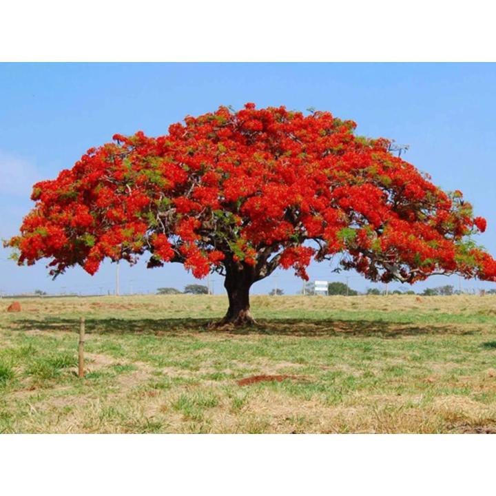 Krisnochura Tree Seeds -10 Pieces ( কৃষ্ণচূড়া বীজ -10 পিচ) | Daraz.com.bd