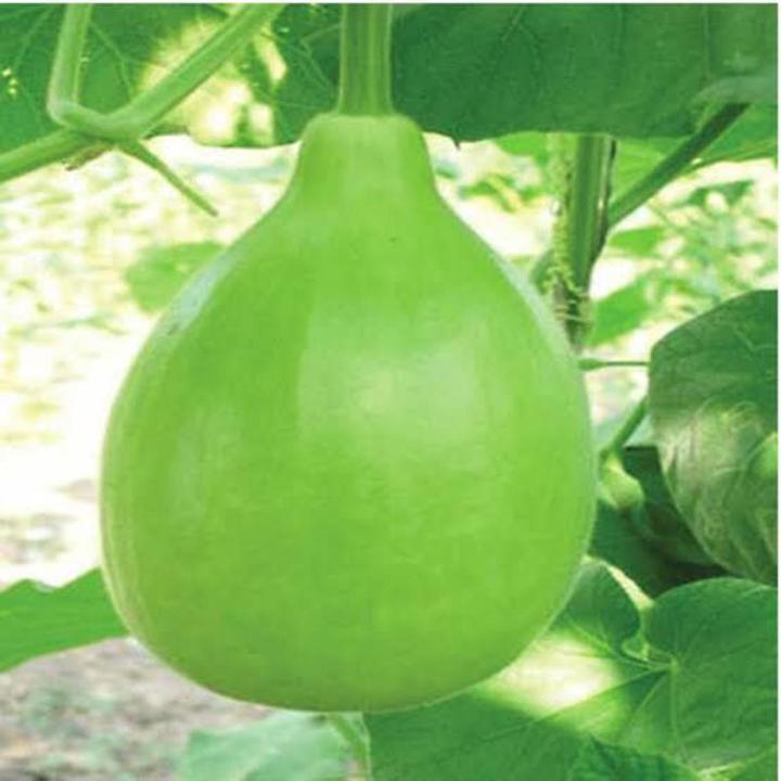 Hybrid Bottle Gourd Seeds 10+ Seeds - Intact Packet | Daraz.com.bd