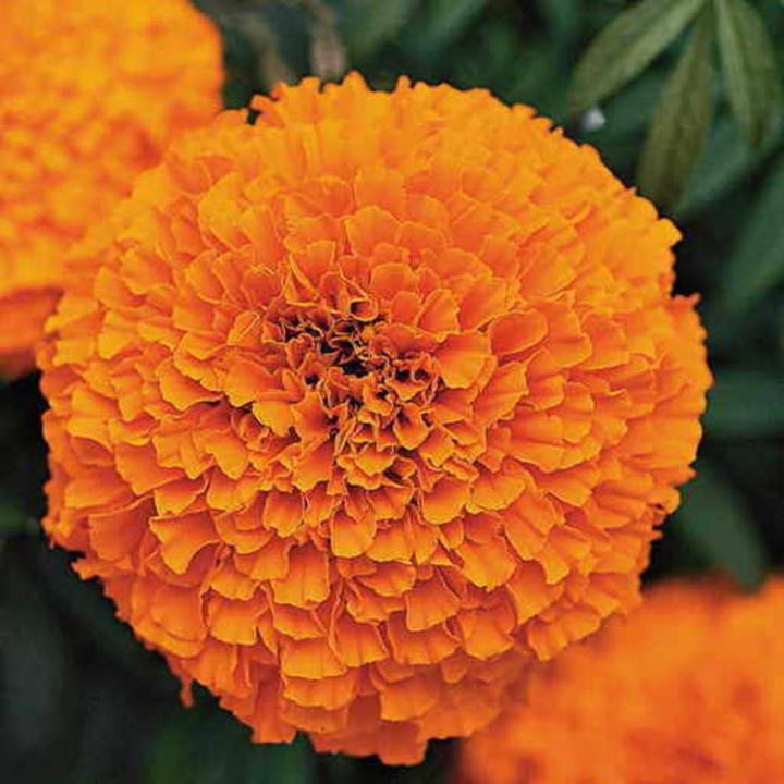 Marigold Japanese Mixed - 20 Pcs seeds | Daraz.com.bd