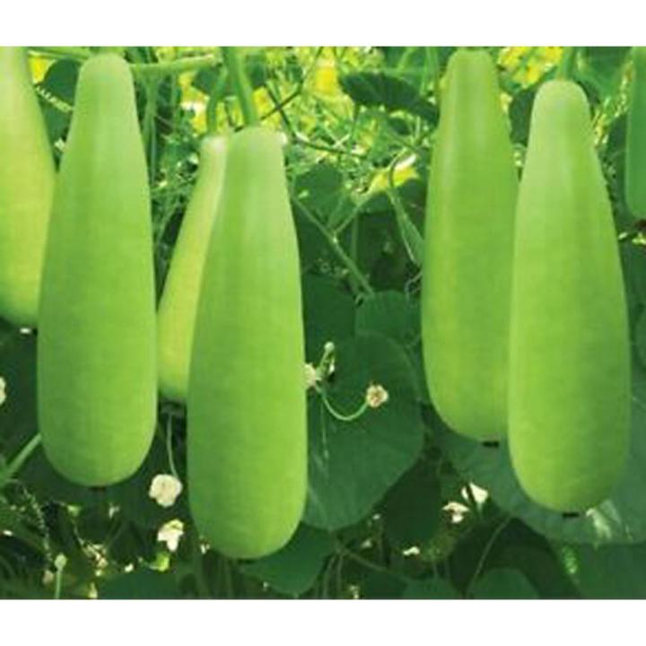 Hybrid Long Bottle Gourd Seeds - 10 pcs | Daraz.com.bd