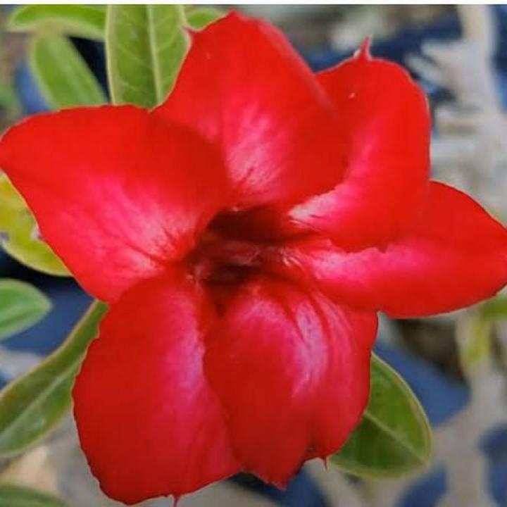 Adenium Bonsai Seeds 2 Pis (Swazicum) Rare Variety | Daraz.com.bd