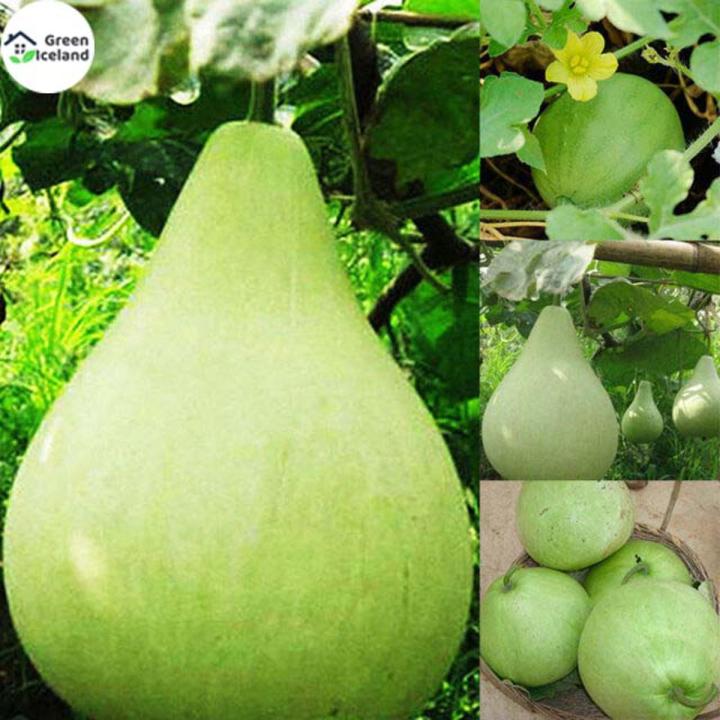 Hybrid F1 Round Gourd / Lau Seeds - 10 Pcs SeedS | Daraz.com.bd