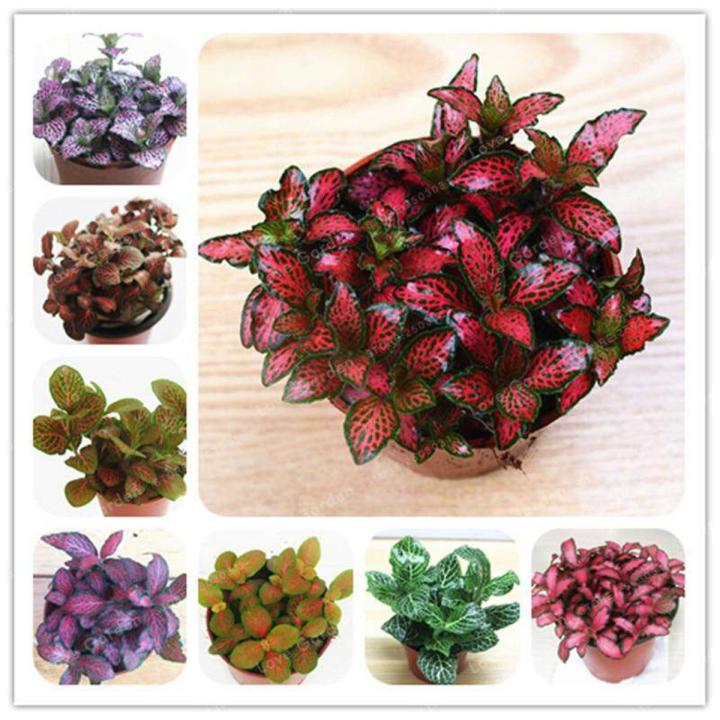 10 Pcs - Fittonia Rare Verschaffeltii Bonsai Mini Easy Planting Balcony ...