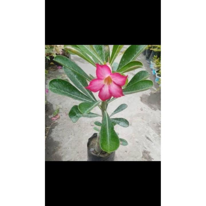 Adenium tree single petal flower tree 1 pcs | Daraz.com.bd