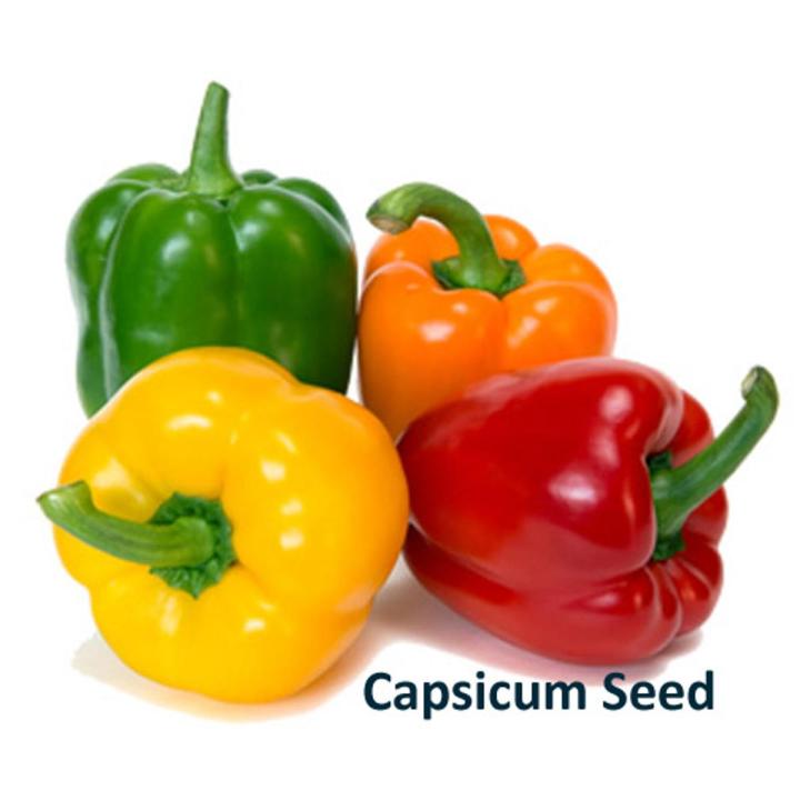 Capsicum Seeds (ক্যাপসিকামের বীজ) - Capcicum Green - red - yellow mix ...