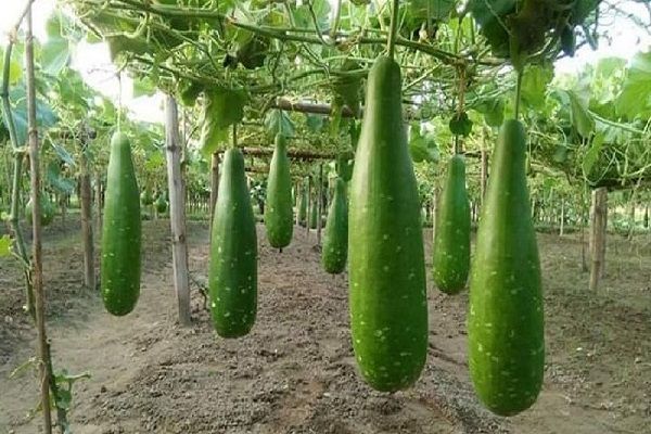 All Season Calabash Seeds- 5Pcs | Daraz.com.bd
