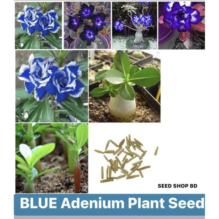 BLUE Adenium Plant Seed Bonsai -5pcs (Imported) | Daraz.com.bd