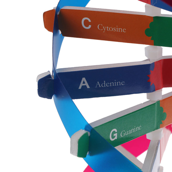 Human Genes DNA Models Double Helix Science Toys Teaching Learning ...