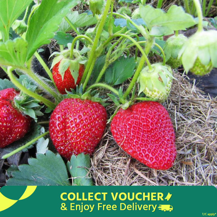 Organic Red Color Strawberry Seeds - 30 Pcs Seeds | Daraz.com.bd