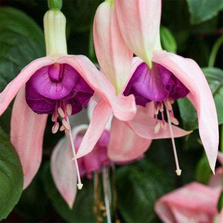 Multiple Color Fuchsia Bonsai, Hybrida Hort Flores,Bonsai Lantern ...