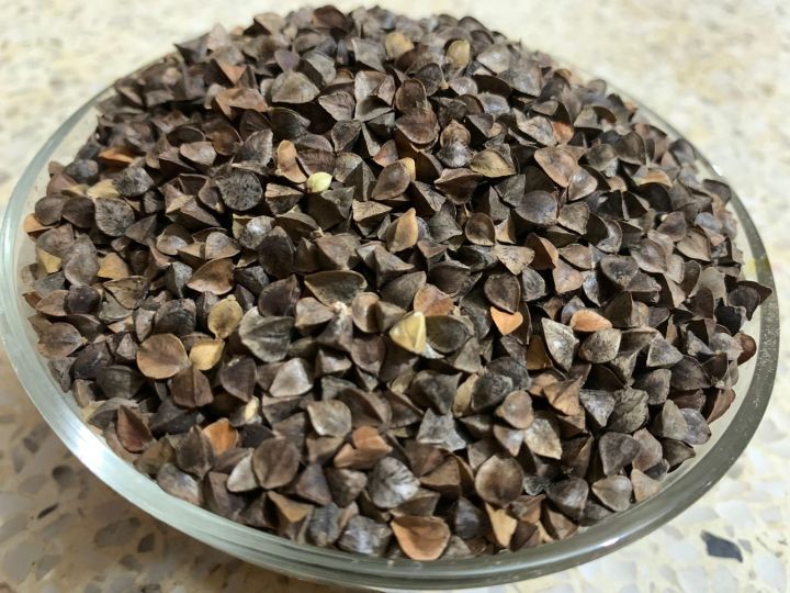 Buckwheat Seed Original Imported for All bird parrot lovebird macaw ...