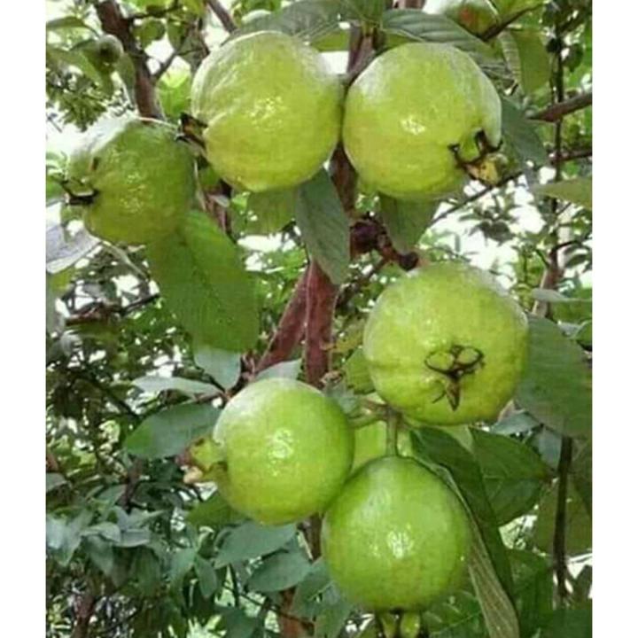 Thai 7 Guava Seeds (Seeds)- 20Pcs Seeds | Daraz.com.bd