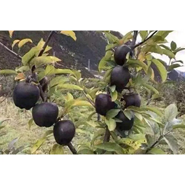 Black diamond apple tree plants dwarf apple bonsai rare perennial fruit ...