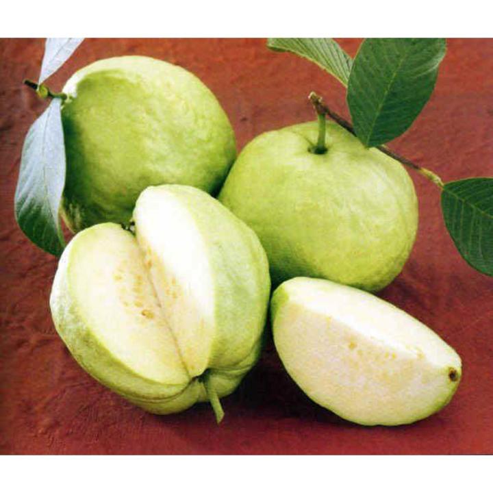 Thai Sweet Guava Seed- 25Pcs Seeds | Daraz.com.bd