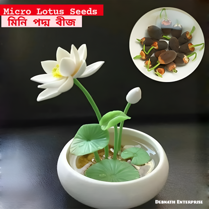 Micro Lotus Seeds -5 Seeds + Gift | Daraz.com.bd