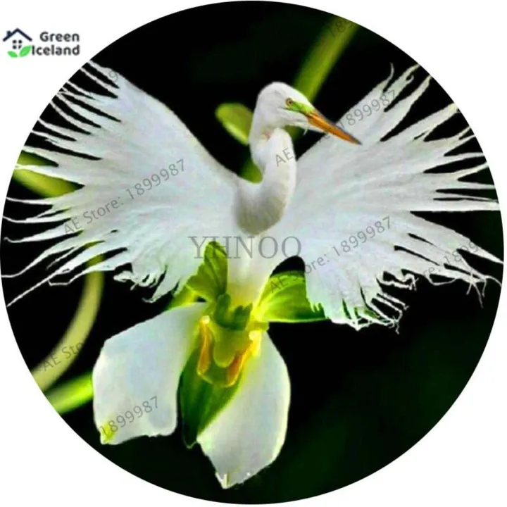Japanese Radiata Flower Seeds - 50 Pcs Seeds (Global Seeds) | Daraz.com.bd