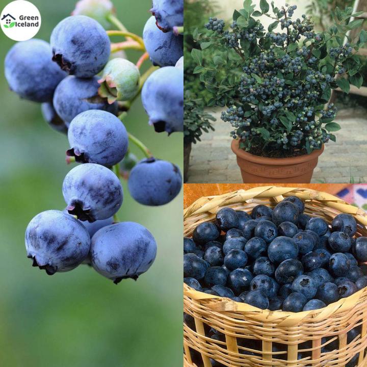 10 Pcs Organic Blueberry Fruit Bonsai Tree Seeds | Daraz.com.bd