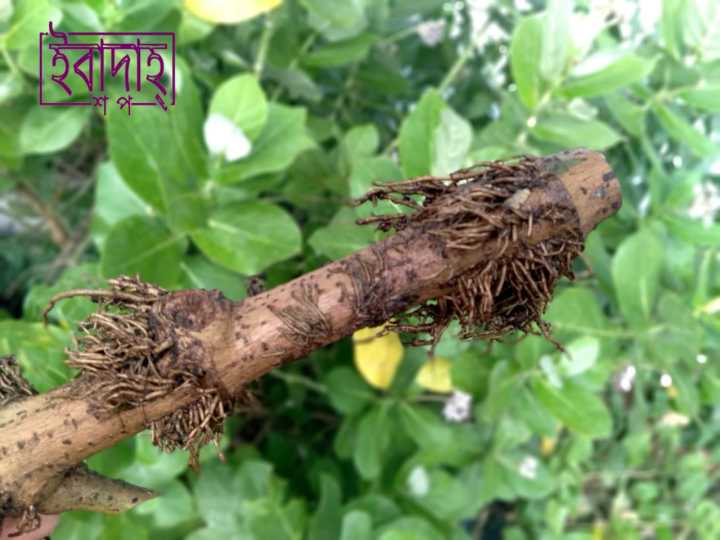 Chui Jhal 100g | Daraz.com.bd