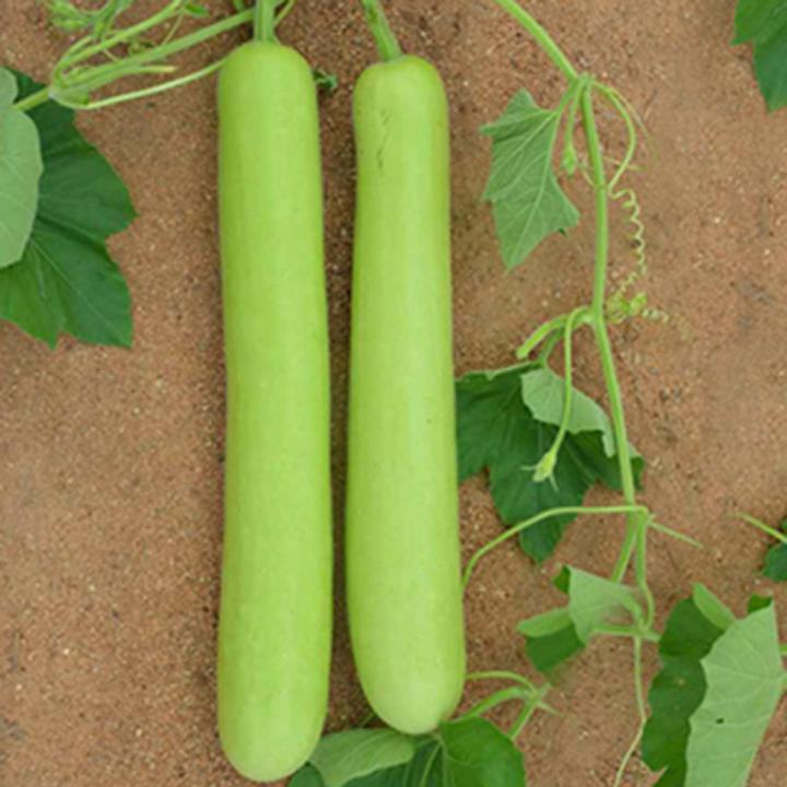 Hajari Bottle Gourd Seeds-10 Pieces - 10 Pieces (Intake Packet) | Daraz ...