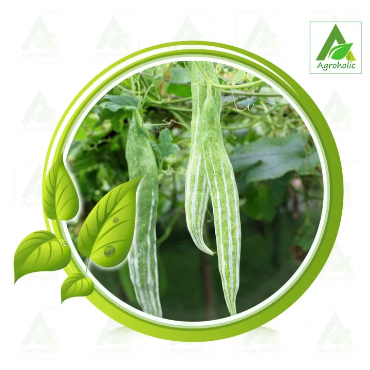 Hybrid Snake Gourd - 6 Seeds | Daraz.com.bd