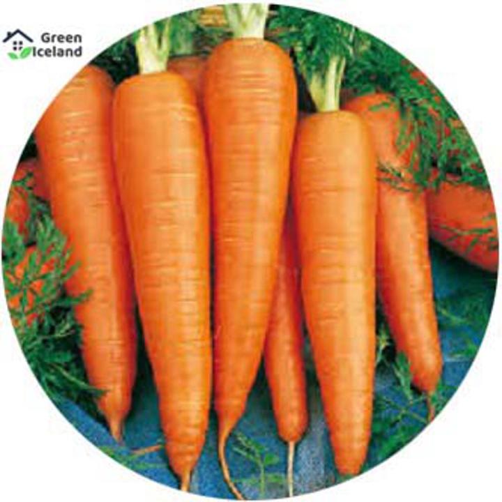 Natural carrot seeds (carrot seeds) - 50 pce seeds | Daraz.com.bd