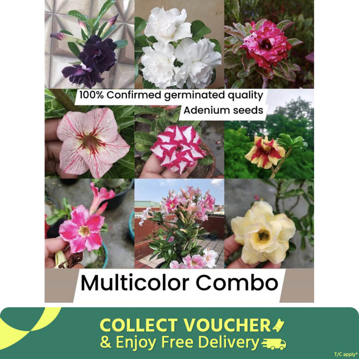 Multicolor Combo Pack Adenium Seeds -05pcs | Daraz.com.bd
