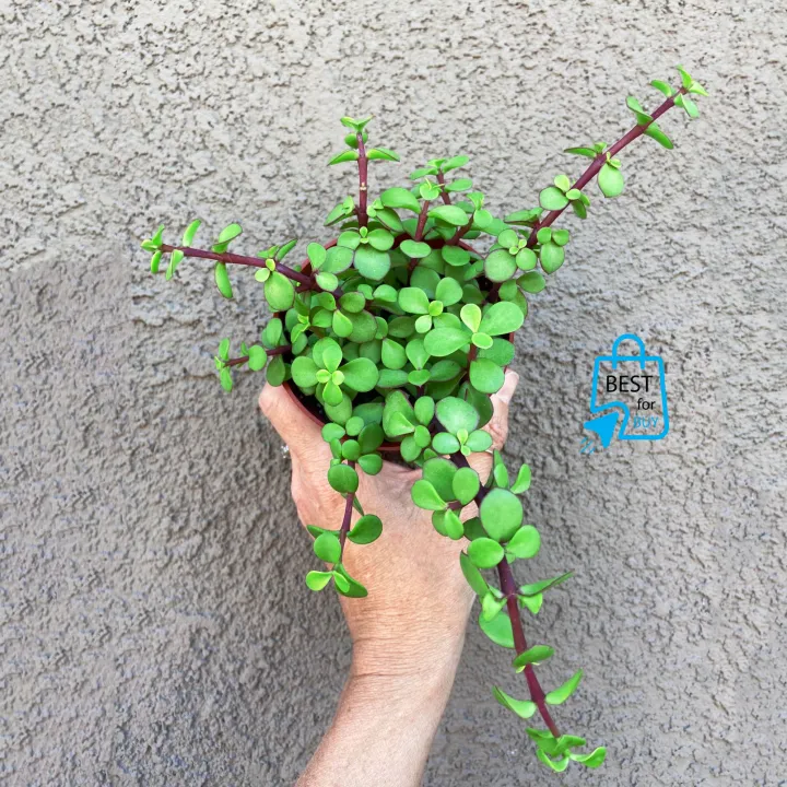 Premium Quality Z Plant Sakulant, Indoor Plant or Outdoor Plant ...