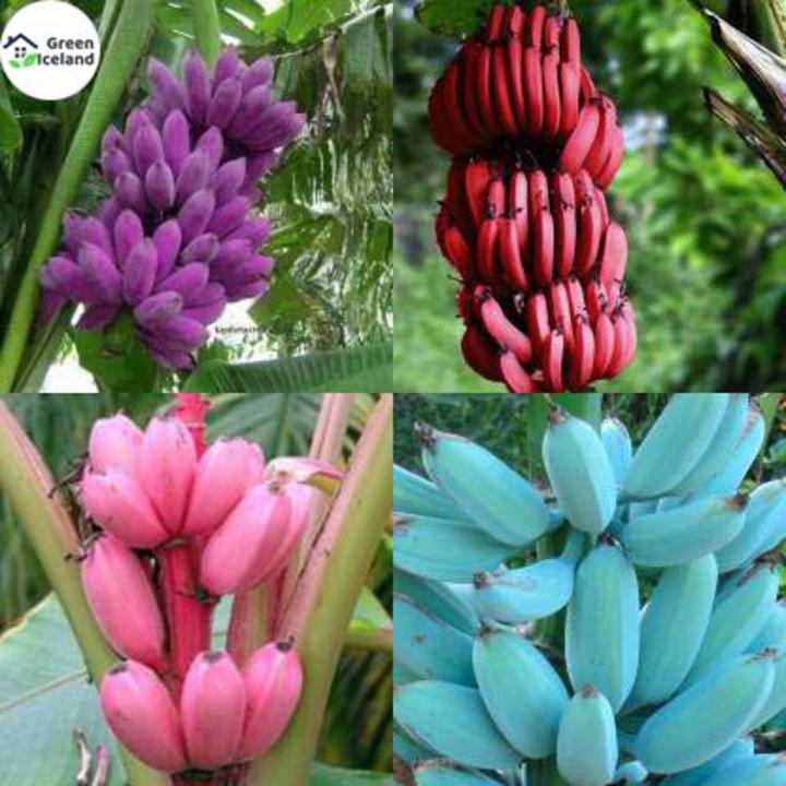 15 Pcs Natural Mixed Color Banana Seeds | Daraz.com.bd
