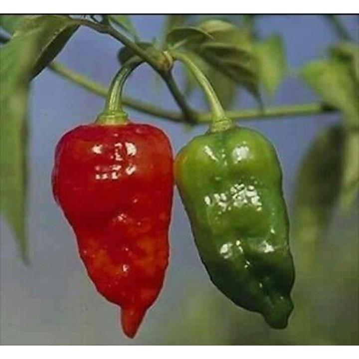 Naga Chilli Seed 20 Pse Seedd | Daraz.com.bd