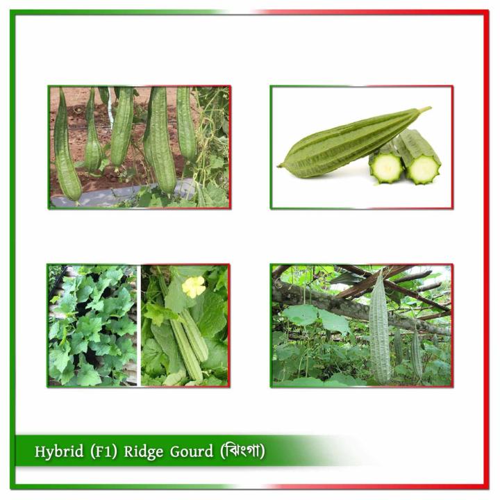 Hybrid (F1) Ridge Gourd Seed (Jhinga) - 12 Seeds | Daraz.com.bd