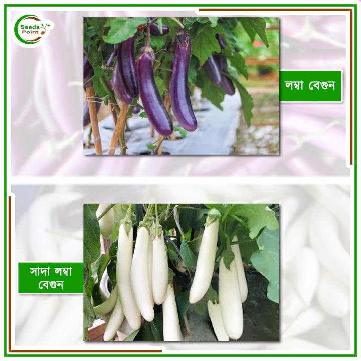Hybrid Long Brinjal Seed (Violet+White) - 20+20 = 40 Seeds | Daraz.com.bd