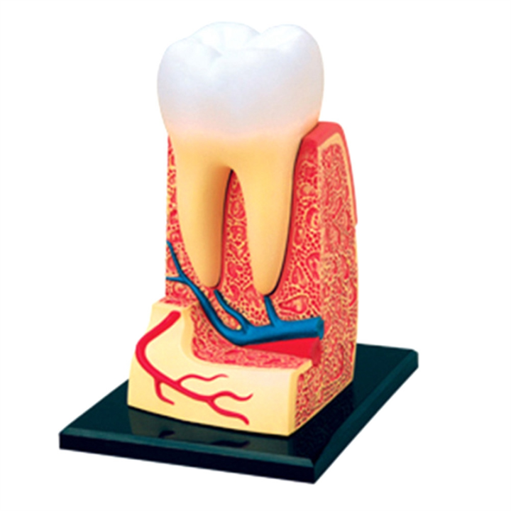 Medical-Torso Human Body Model Removable Parts Education Organs Model ...